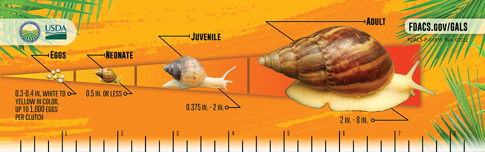 Giant African Land Snail quarantine established in Lee County - Cape ...